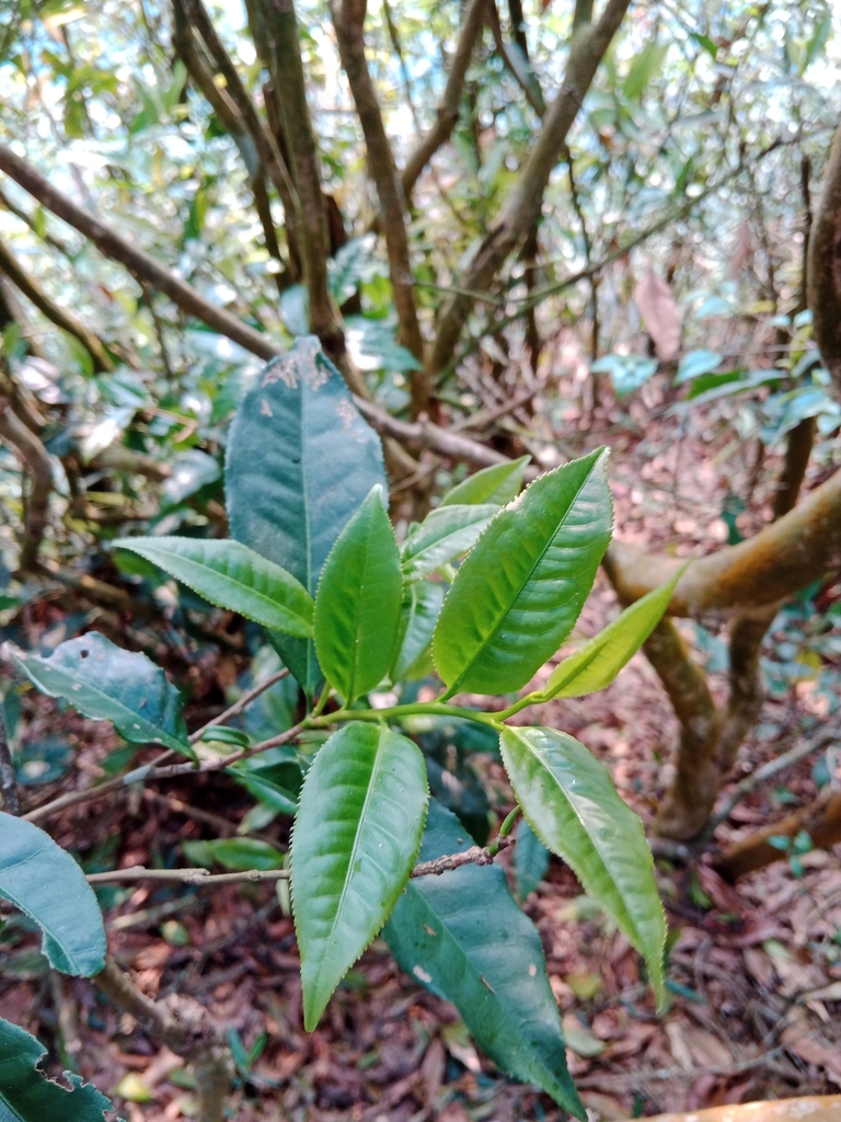 Camellia formosensis in April 2022 by Li Chieh Wang · iNaturalist