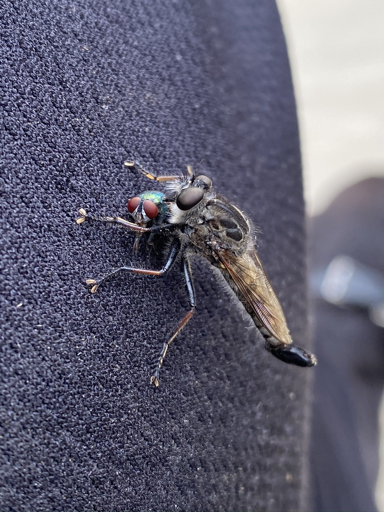 Efferia aestuans from Hudson, OH, USA on September 06, 2020 at 03:53 PM ...