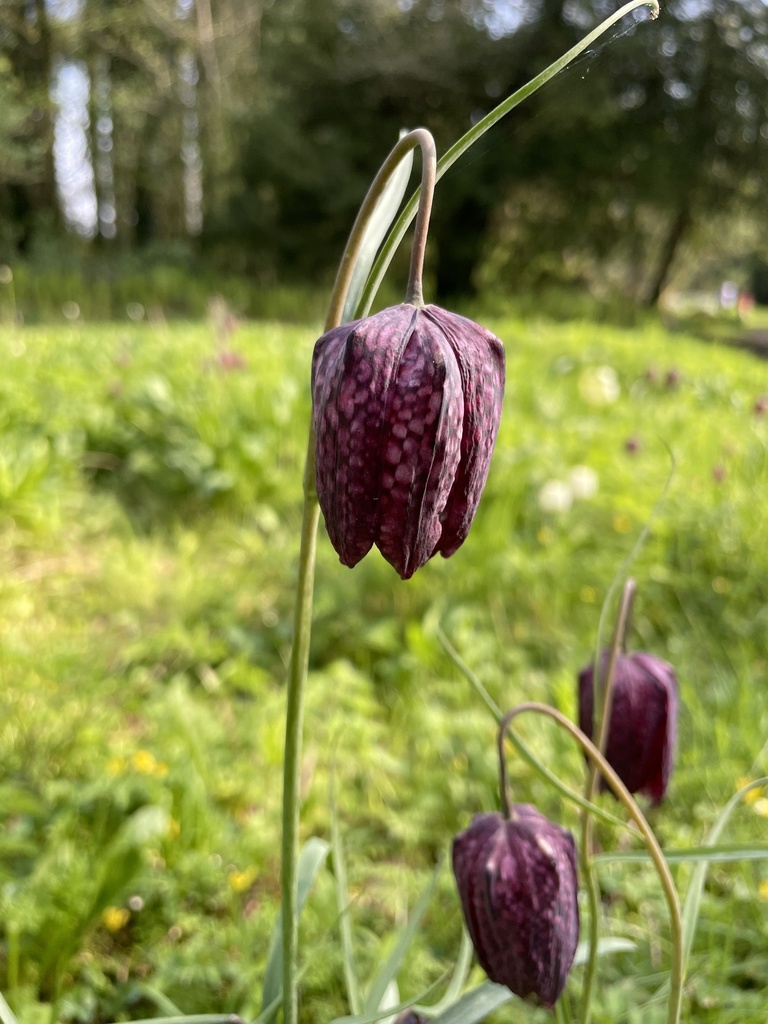 snake's-head fritillary from Pahenhamhall Or Tullynally, Castlepollard ...