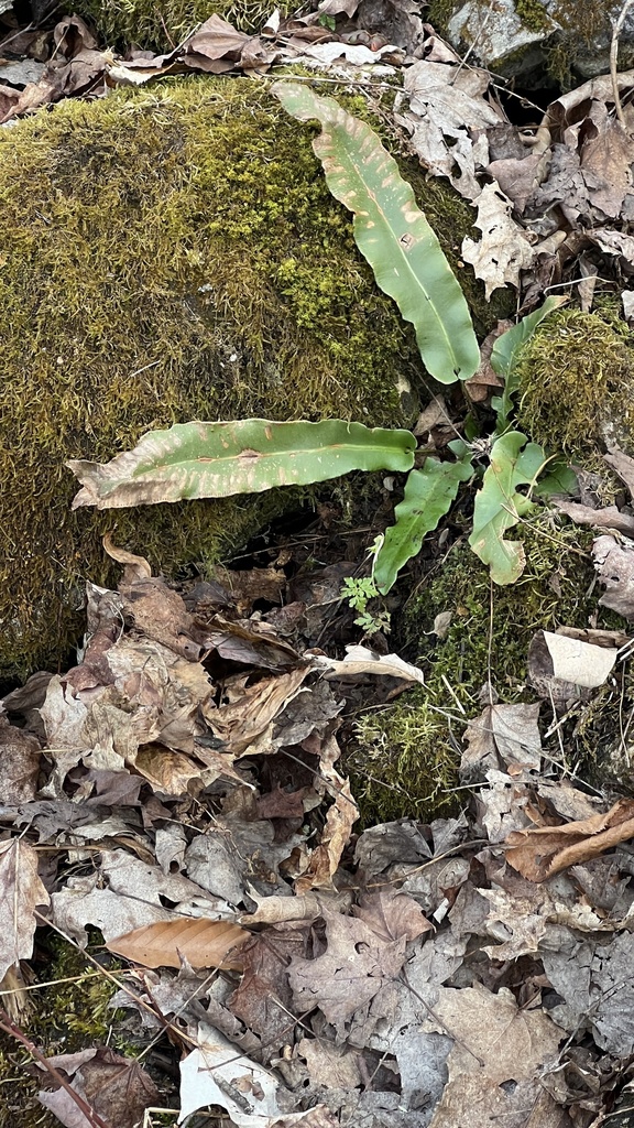 American hart's-tongue fern from Bruce Trail, Chatsworth, ON, CA on ...