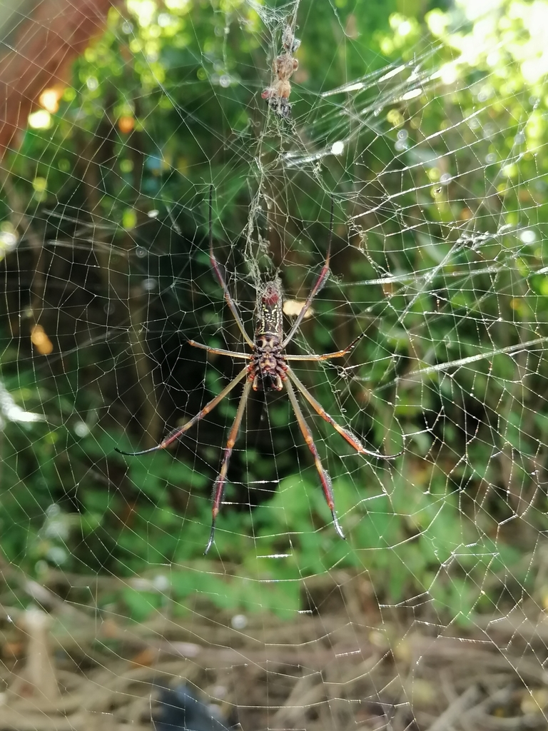 Golden Silk Spider from Paramount Bay, Zona Romántica, Amapas, 48399 ...
