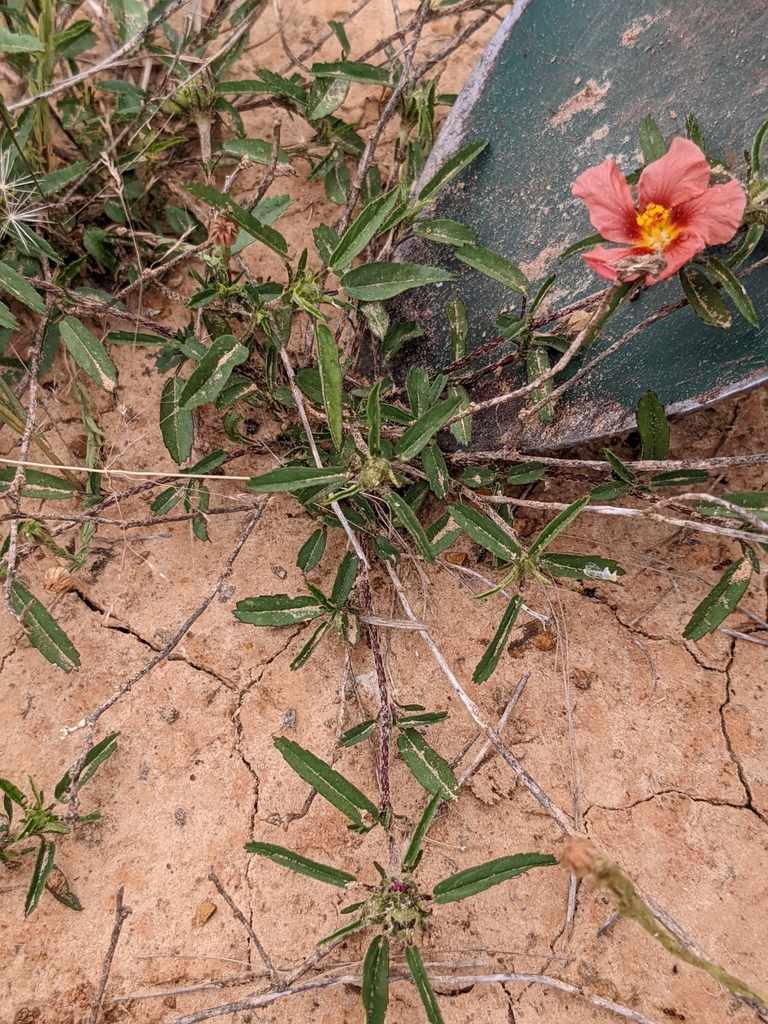 bracted fanpetals from Smithville, TX 78957, USA on April 21, 2022 at ...