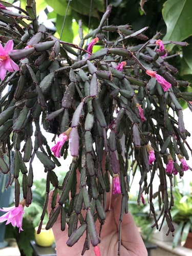 Rhipsalidopsis rosea · iNaturalist