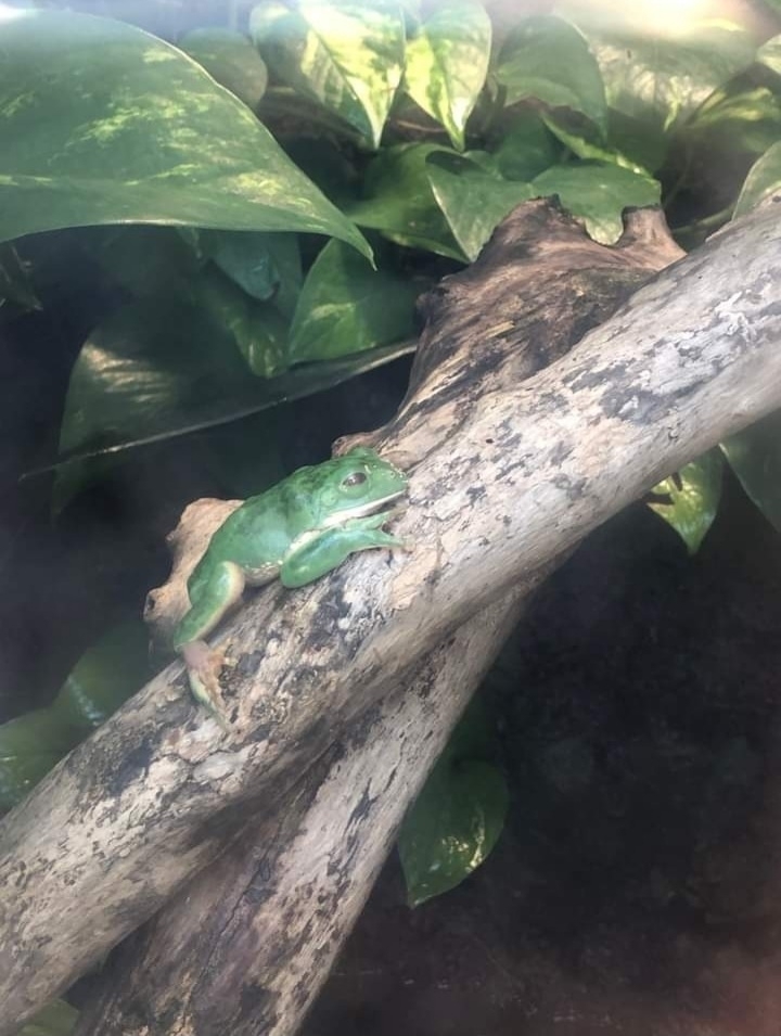 Small-eared Tree Frog from Boulevard Museo del Desierto on April 20 ...