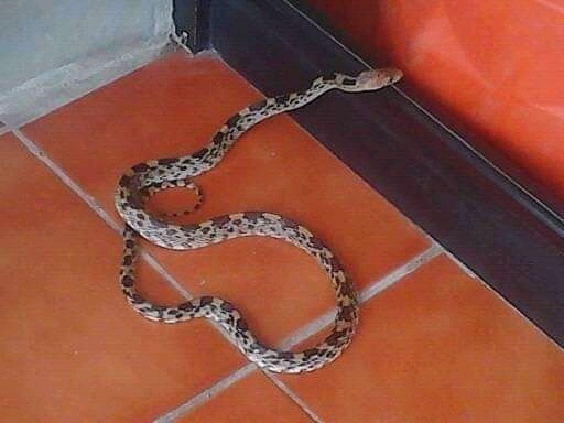 Mexican Bull Snake from Amp Emiliano Zapata, Ciudad de México, CDMX ...