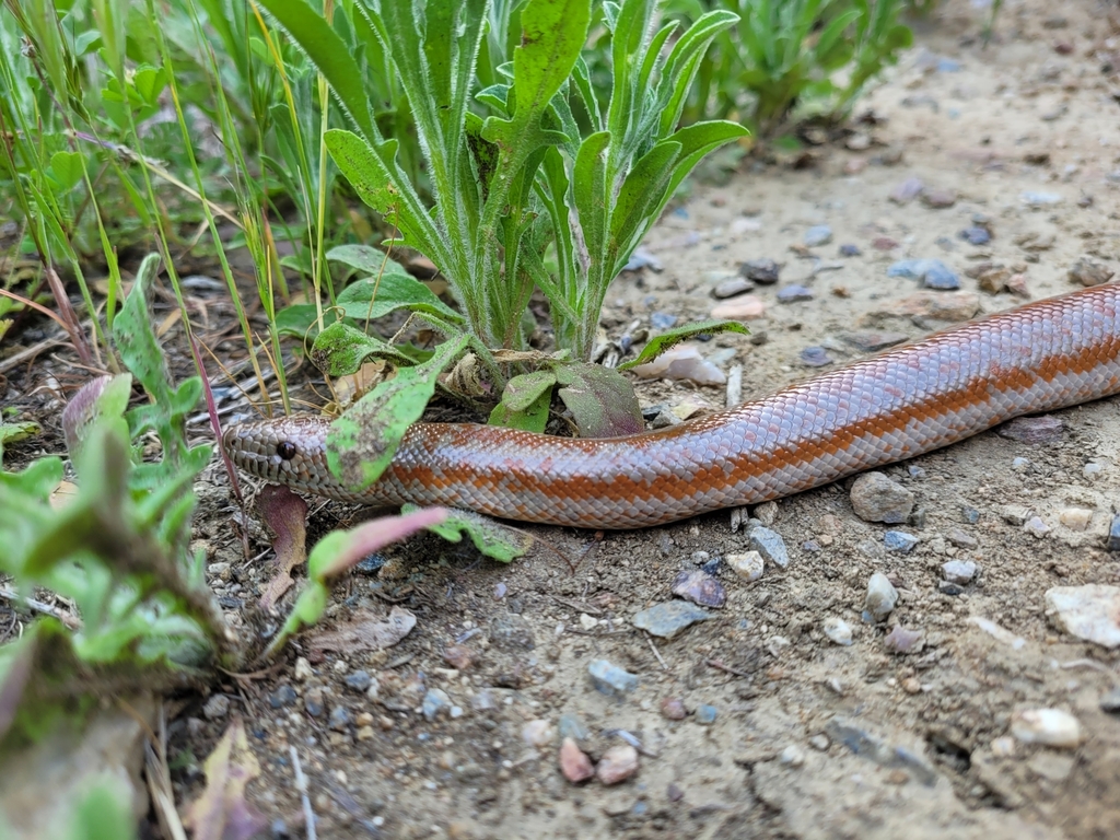 Coastal Rosy Boa from Val Verde, CA 91384, USA on April 20, 2022 at 05: ...
