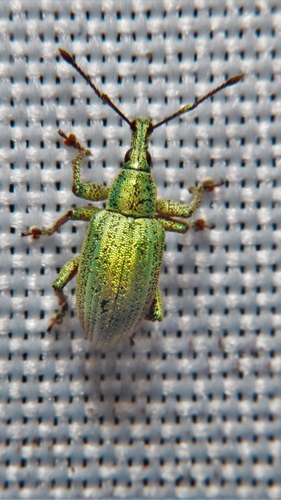 Anidius nitidulus · iNaturalist