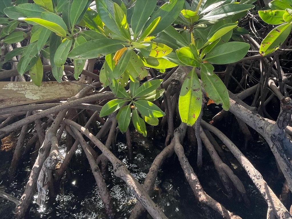 red mangrove from Puerto Rico, Lajas, Puerto Rico, US on August 05 ...