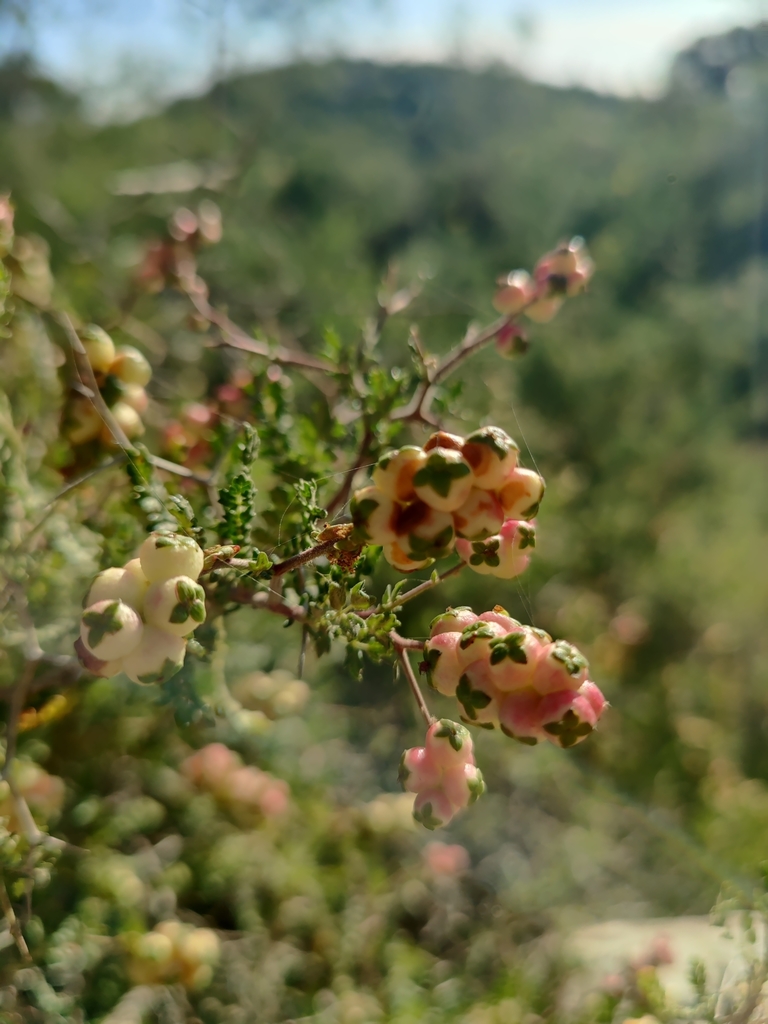 Spiny Burnet from יער בריימן, ישראל on April 21, 2022 at 05:32 PM by ...