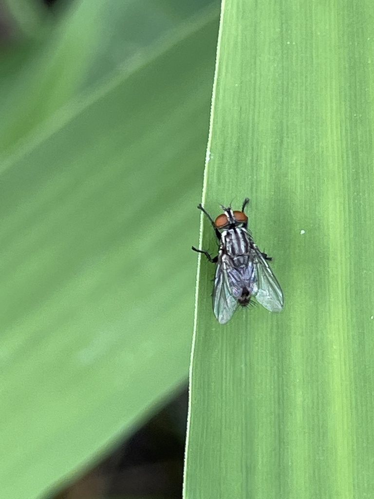 Calyptrate Flies from Linkwood Dr, Houston, TX, US on April 21, 2022 at ...