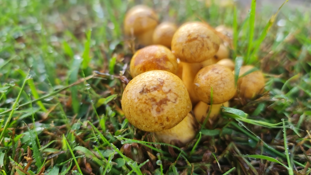 Something from Ararimu Road on April 22, 2022 at 08:24 AM by Sue Rogers ...