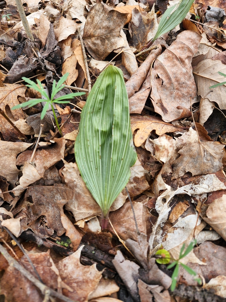 putty root from German Township, OH, USA on April 21, 2022 at 01:41 PM ...