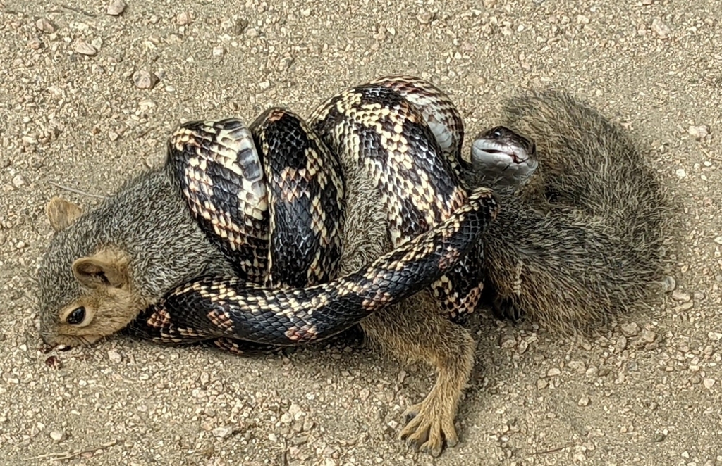 Western Ratsnake from Rollingwood, TX 78746, USA on April 21, 2022 by ...
