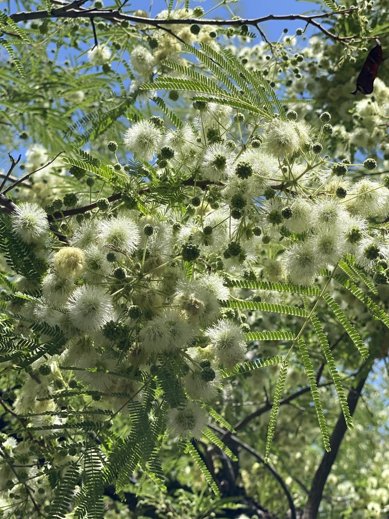 prairie acacia from Arizona-Sonora Desert Museum, Tucson, AZ, US on ...