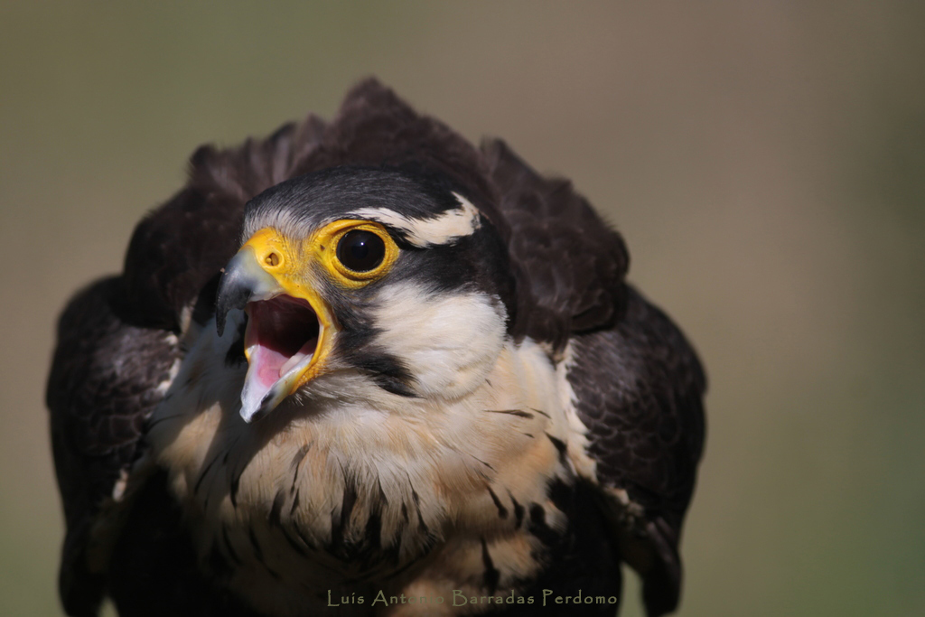 Aplomado Falcon from Veracruz, Ver., México on May 17, 2018 at 10:36 AM ...