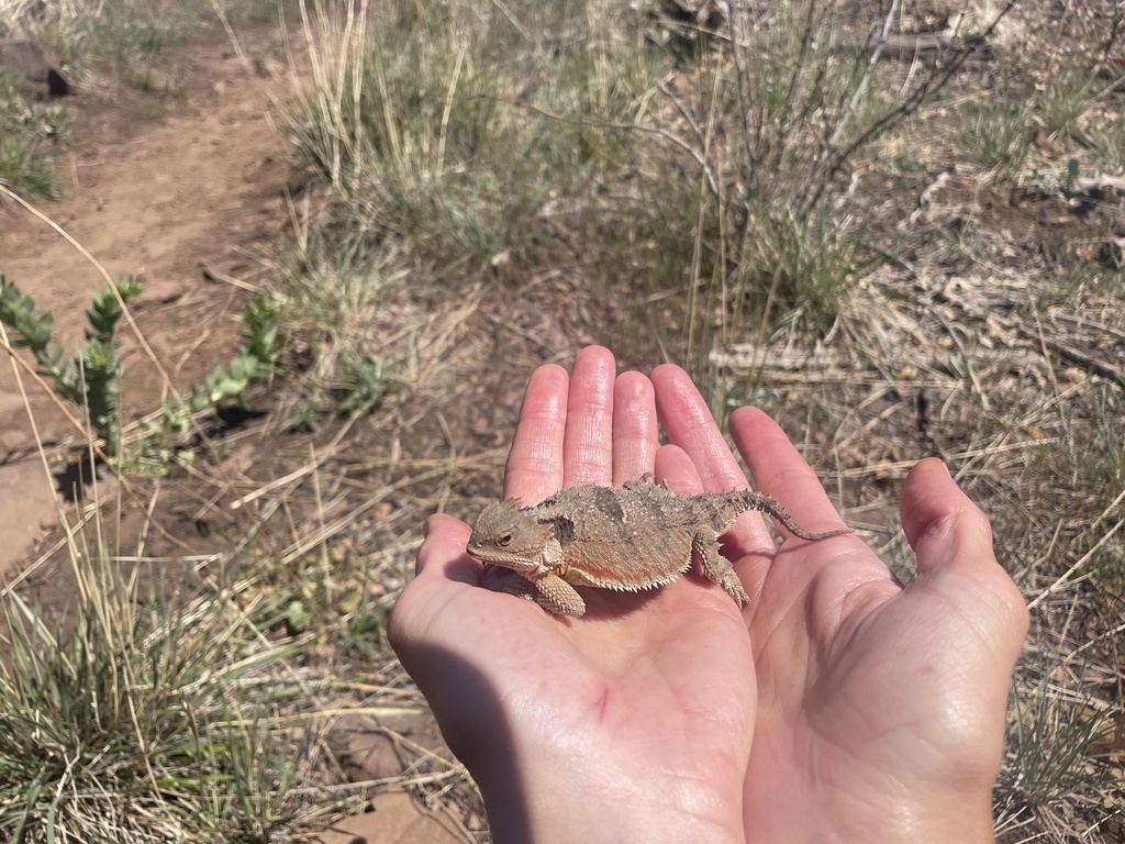 Greater Short-horned Lizard from Coconino National Forest, Sedona, AZ ...