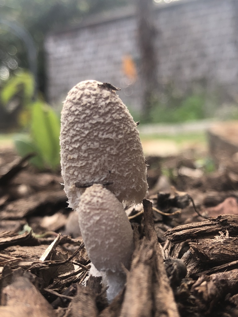scaly ink cap from Bryce Ave, Fort Worth, TX, US on April 21, 2022 at ...