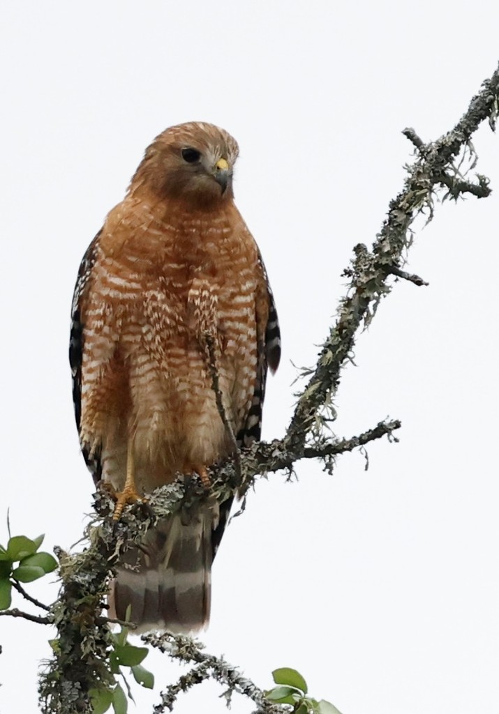 Red-shouldered Hawk from Kendall, Texas, United States on April 19 ...