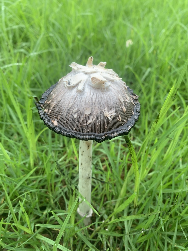 inky caps from Big King Reserve, Mount Roskill, Auckland, NZ on April ...