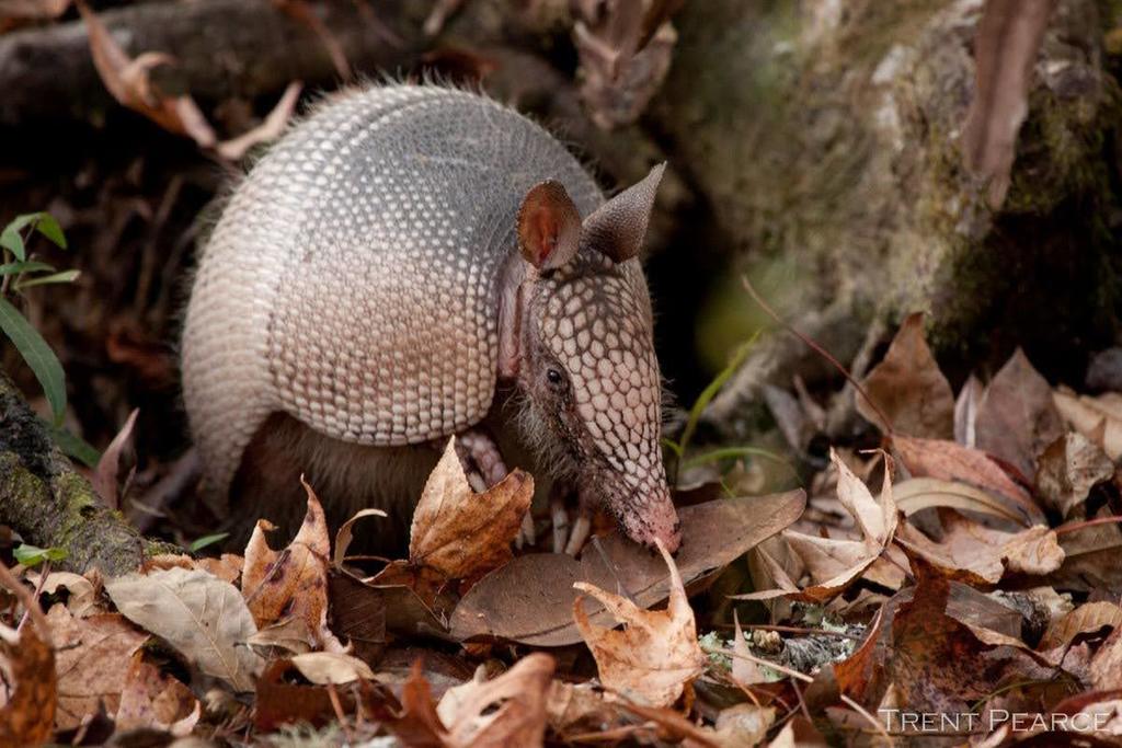 Mexican Long-nosed Armadillo from Morriston, FL 32668, USA on December ...