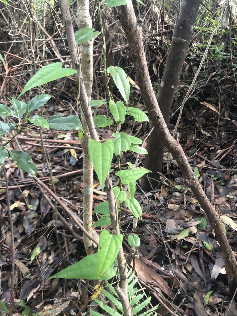 Common Yam Vine from Wauchope, NSW, AU on April 15, 2022 at 01:50 PM by taranar123 · iNaturalist