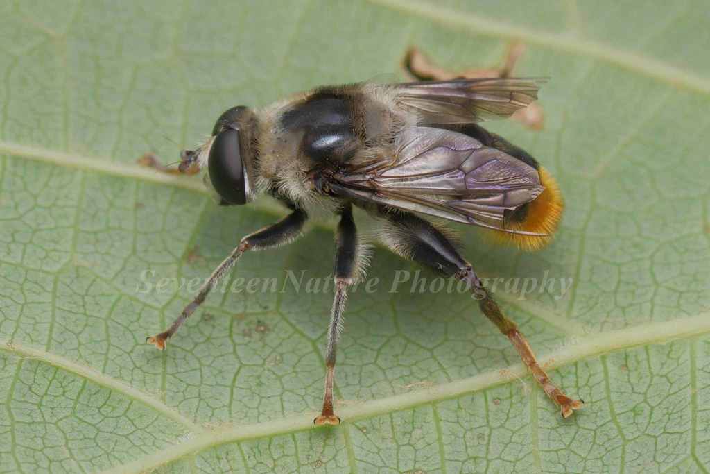 Mallota tricolor from 中国江苏省南京市玄武区 on April 21, 2022 at 06:47 AM by 石柒 ...
