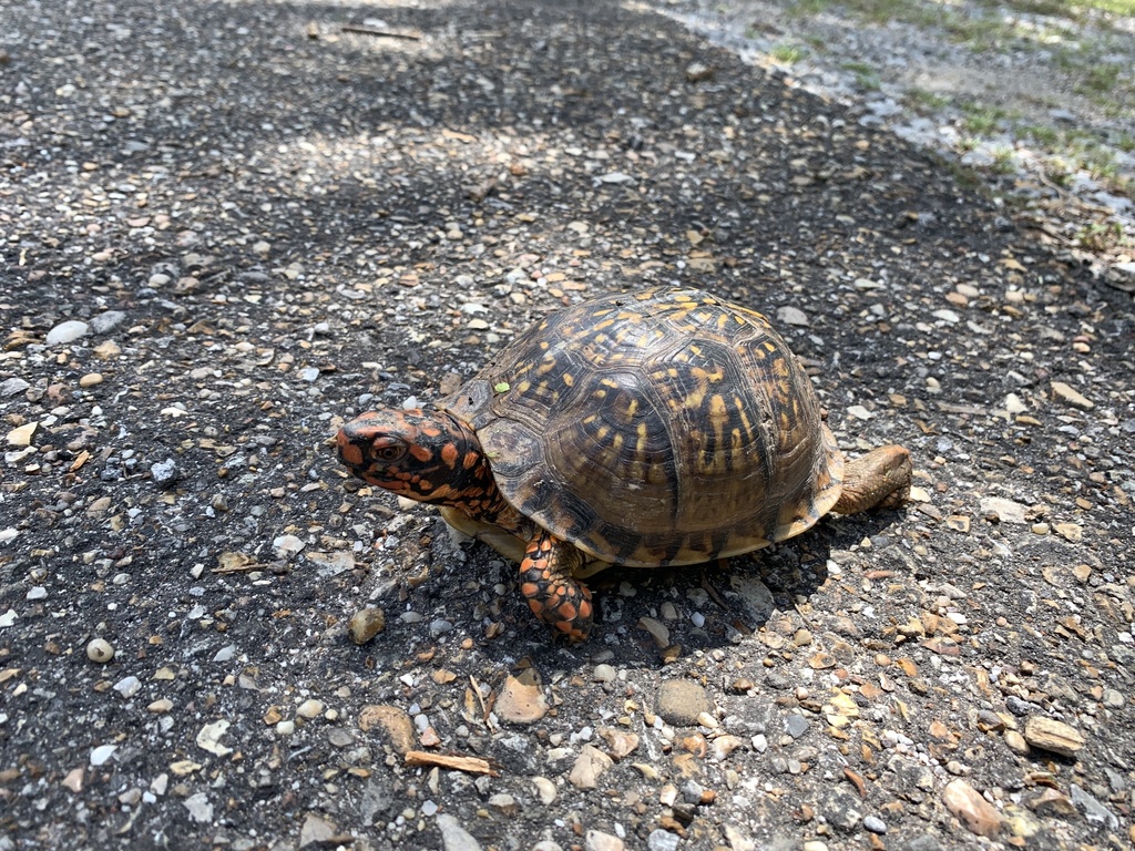 Three-toed Box Turtle in April 2022 by Andre Lafleur · iNaturalist