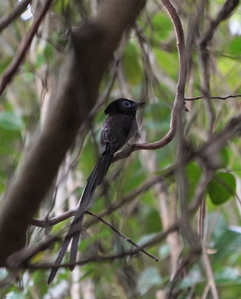 Japanese Paradise-Flycatcher in April 2022 by Queenie Shum · iNaturalist