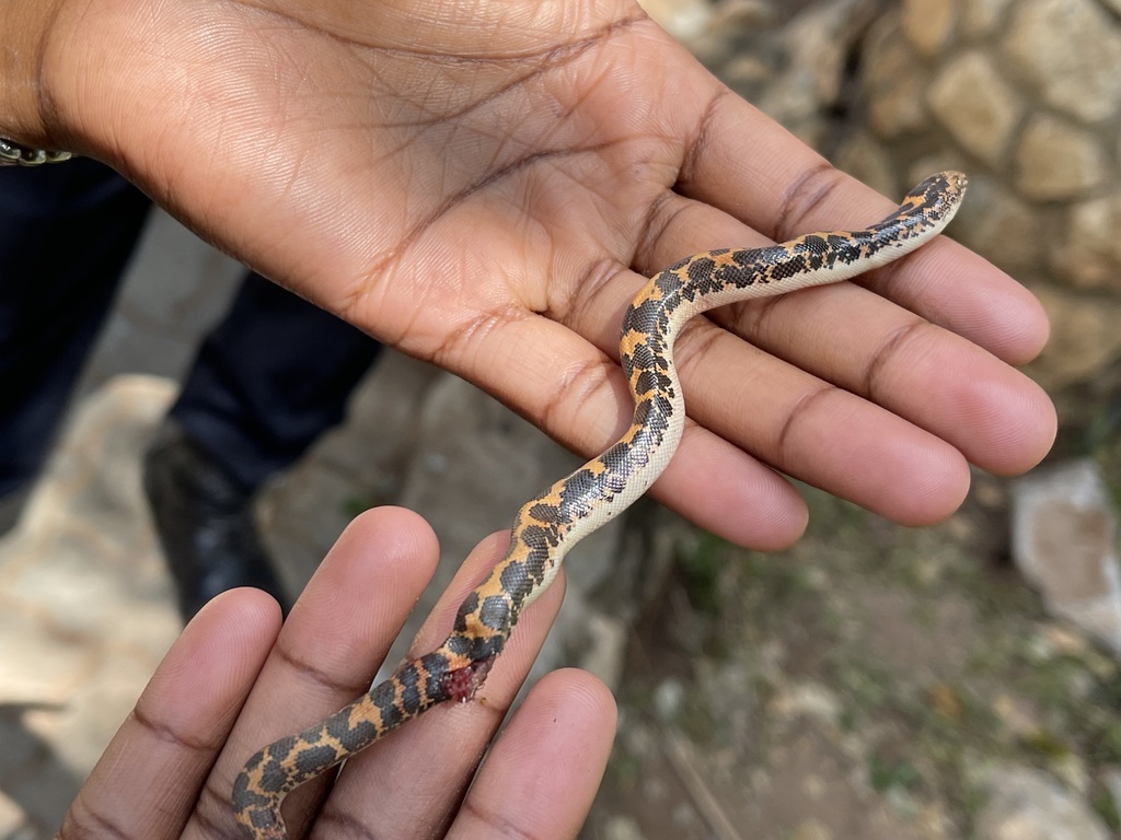 East African Sand Boa from Voi, Taita Taveta, KE on April 10, 2022 at ...