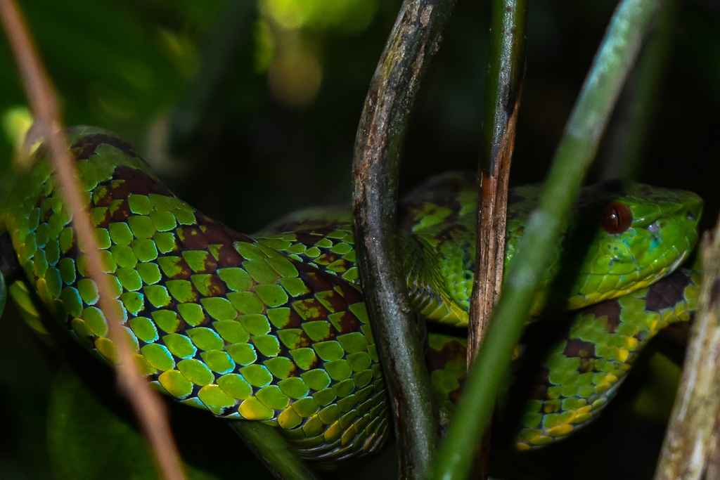 Philippine Pit Viper from Caliraya Lake, Lumban, Laguna, Philippines on ...