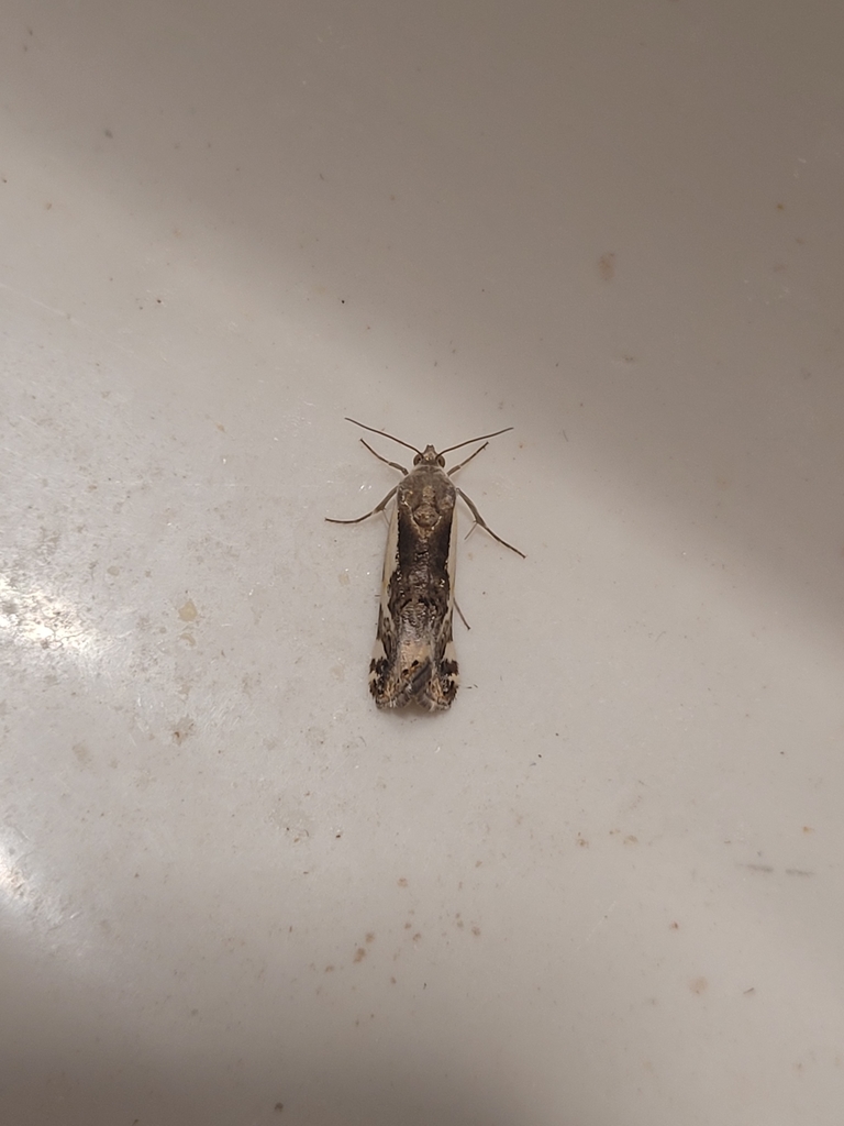 Narrow-winged Midget Moth from Goodwell, OK 73939, USA on April 22 ...