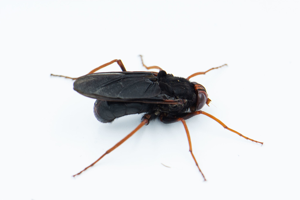 African Rhinoceros Botfly from South Cape DC, South Africa on April 22 ...