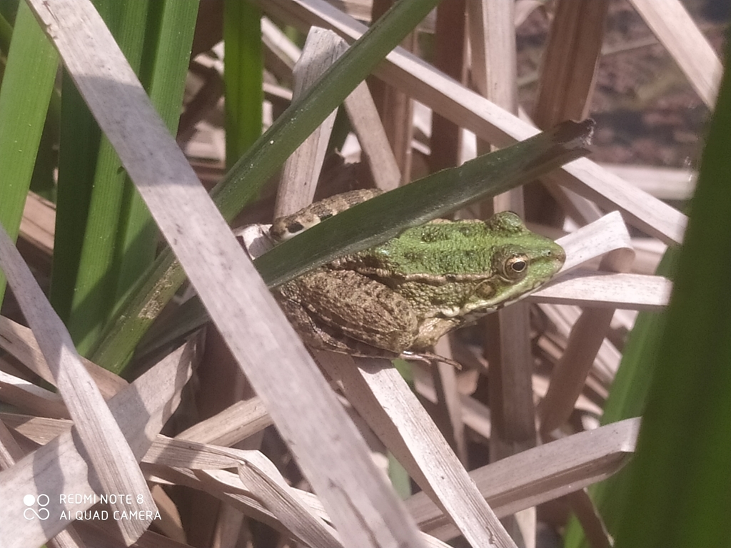 Marsh Frog from پارک ملی بجاق on April 22, 2022 at 11:21 AM by aryan ...