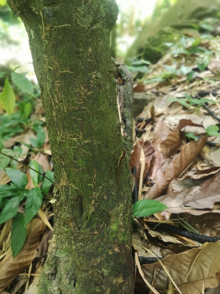 Grenada Tree Anole from Grenada, Grenada, GD on April 22, 2022 at 08:50 ...