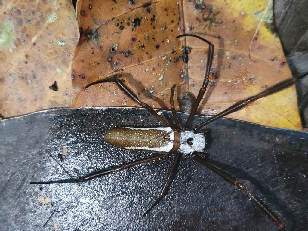Golden Silk Spider from Silver Stream, Trinidad and Tobago on April 21 ...