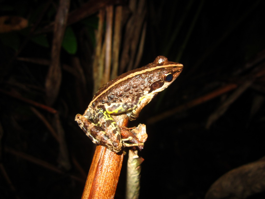 Fort Madagascar Frog from Andasibe, Madagascar on February 6, 2016 at ...