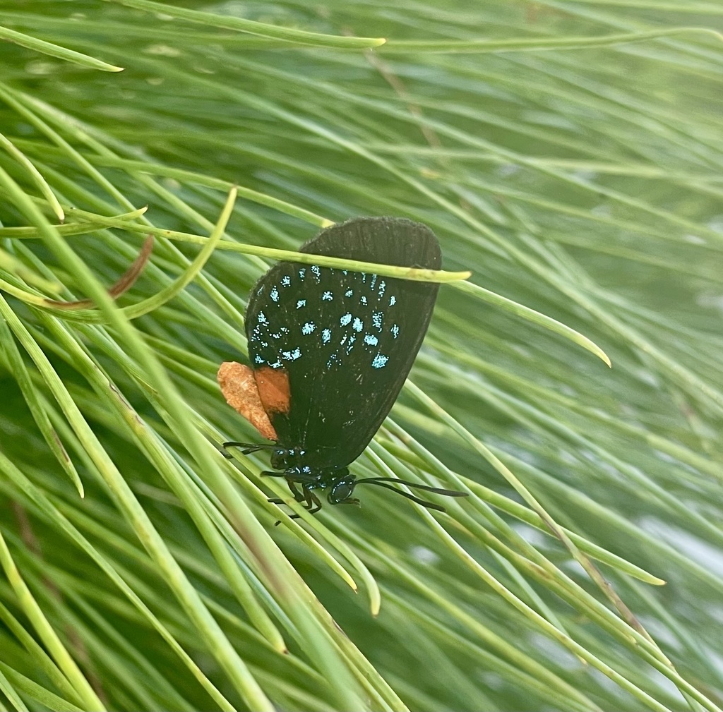 Atala from Miami Beach Botanical Garden, Miami Beach, FL, US on April ...