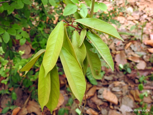 Spatholobus ridleyi · iNaturalist United Kingdom