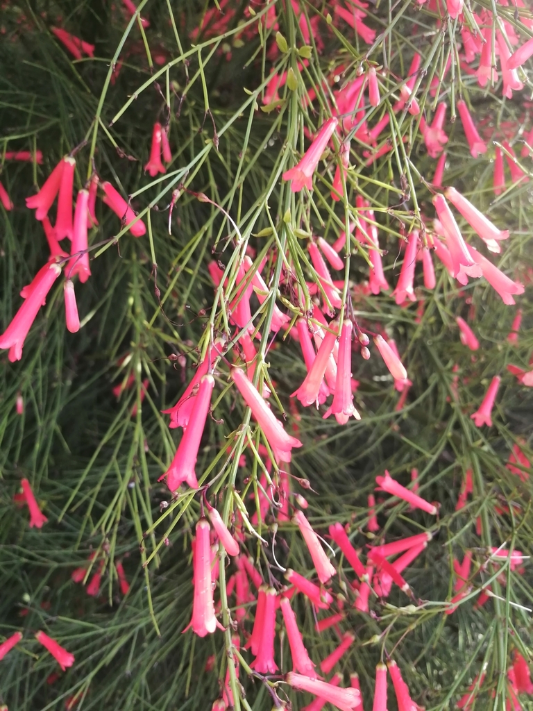Firecracker plant from 97313 Yucatan, Mexico on April 22, 2022 at 07:26 ...