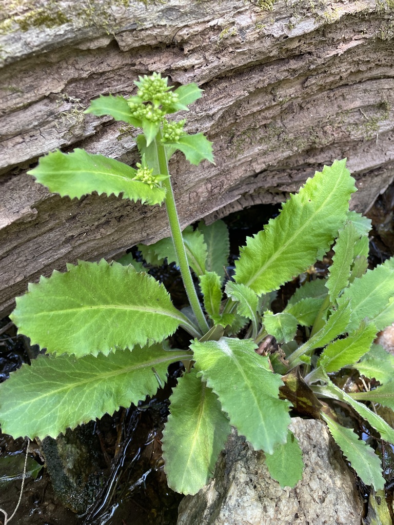 Virginia saxifrage in April 2022 by Pete Thomas · iNaturalist