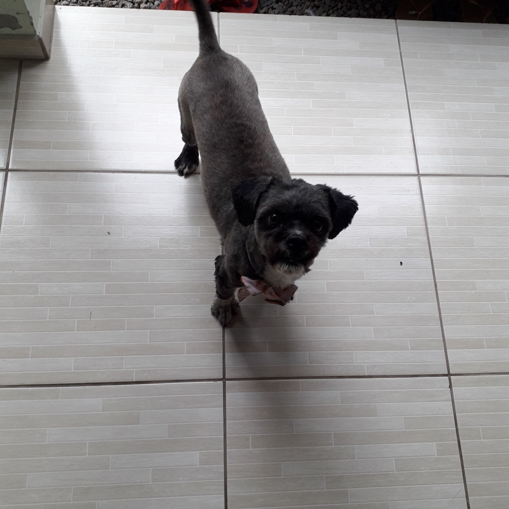 Domestic Dog from Guarani, Brusque - SC, Brasil on April 22, 2022 at 02 ...