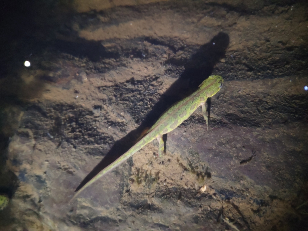 Pygmy Marbled Newt in April 2022 by Alvaro Cantarero Tomas · iNaturalist