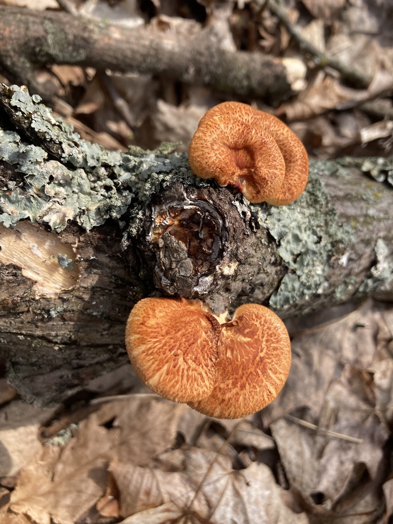 hexagonal-pored polypore from Marthasville, MO, US on April 22, 2022 at ...