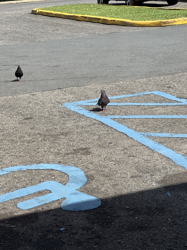 Feral Pigeon from Puerto Rico, Trujillo Alto, Puerto Rico, US on April ...