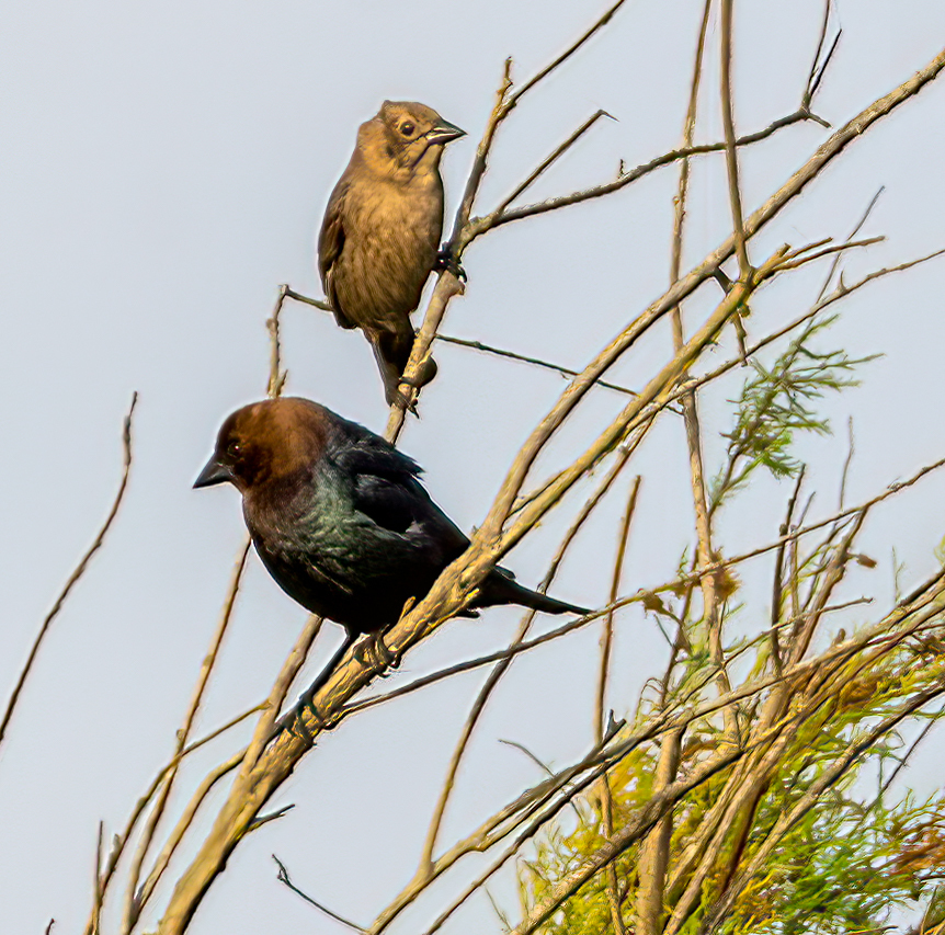 Brown-headed Cowbird from Bolivar Peninsula, TX, USA on April 22, 2022 ...