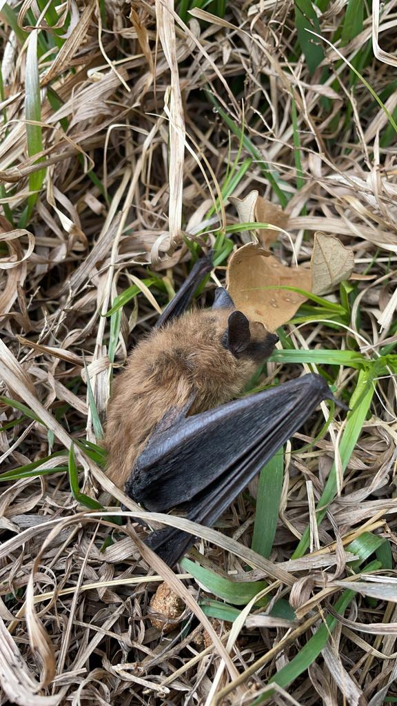 Big Brown Bat from Pipestone National Monument, Pipestone, MN, US on ...