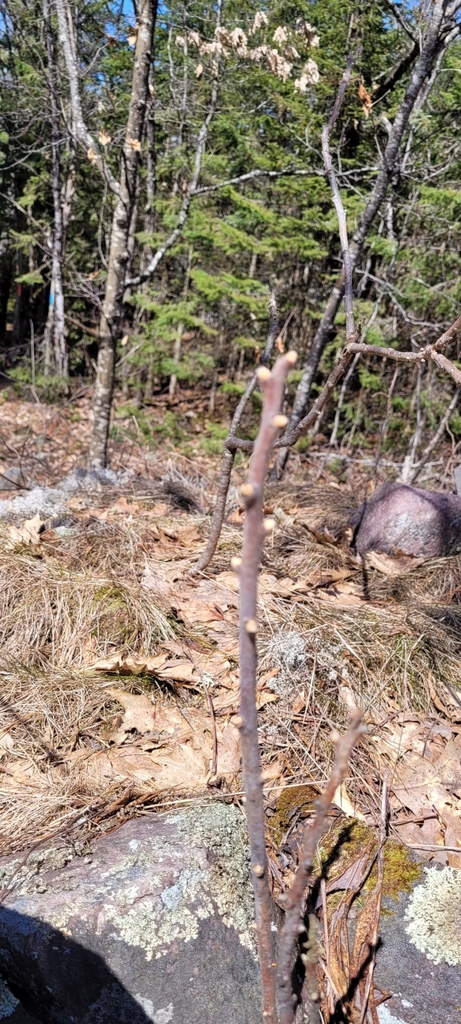staghorn sumac from Johnson, ON, Canada on April 22, 2022 at 12:58 PM ...