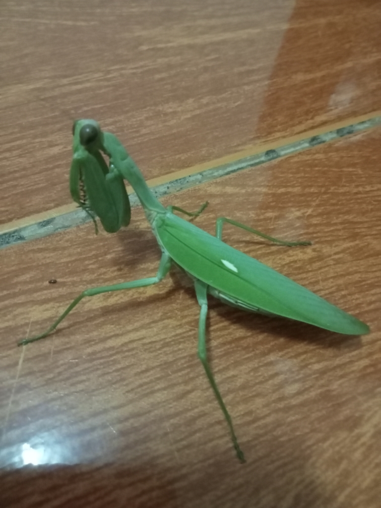 Hierodula bhamoana from XR7F+376, Long, ลาว on April 22, 2022 at 07:44 ...