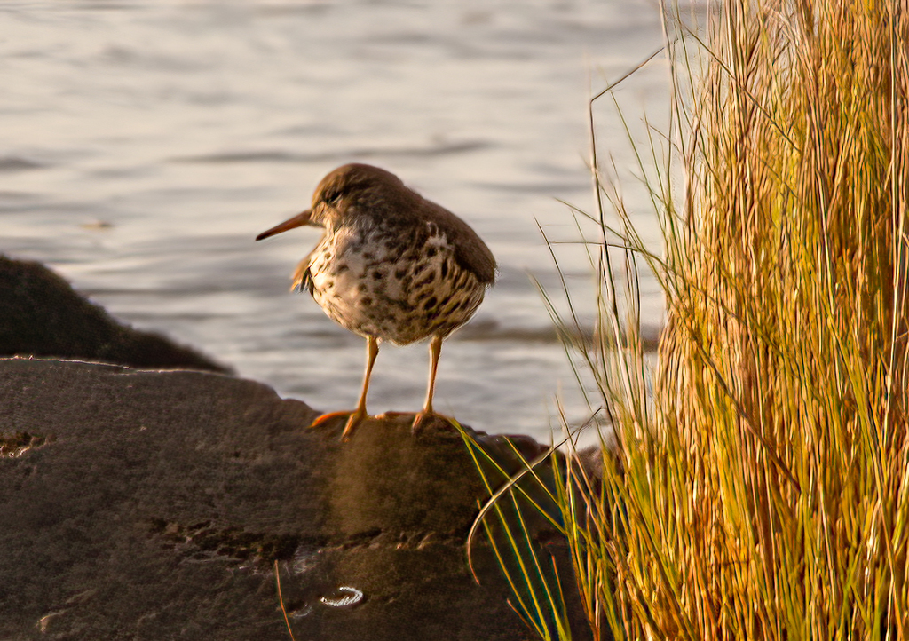Spotted Sandpiper from Bolivar Peninsula, TX, USA on April 22, 2022 at ...