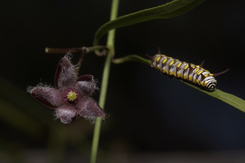 Vincetoxicum forsteri · iNaturalist United Kingdom